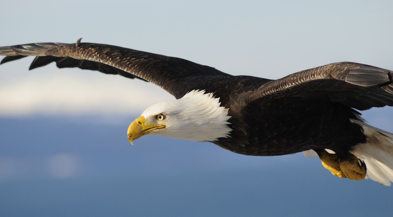 Strategy development - KORU Consulting